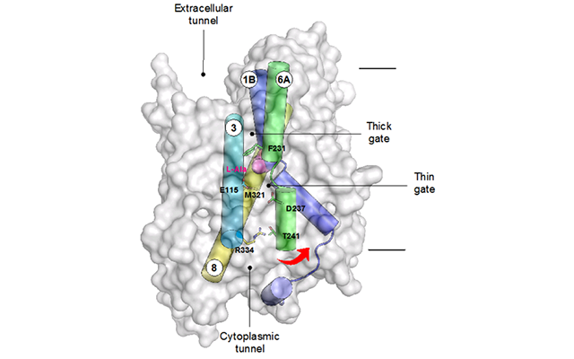 Mechanism of cationic amino acid transport revealed in new crystal ...