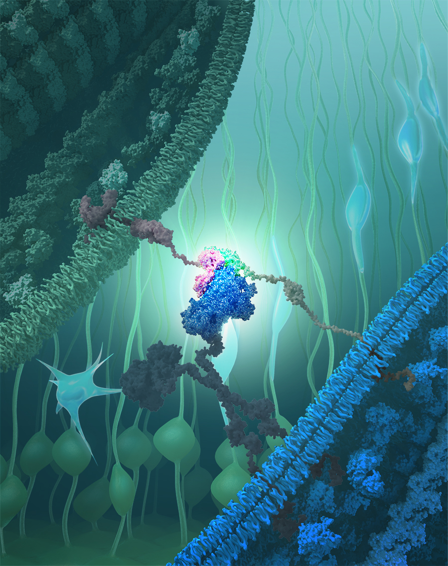 Building a brain: identification of a protein complex that attracts or ...