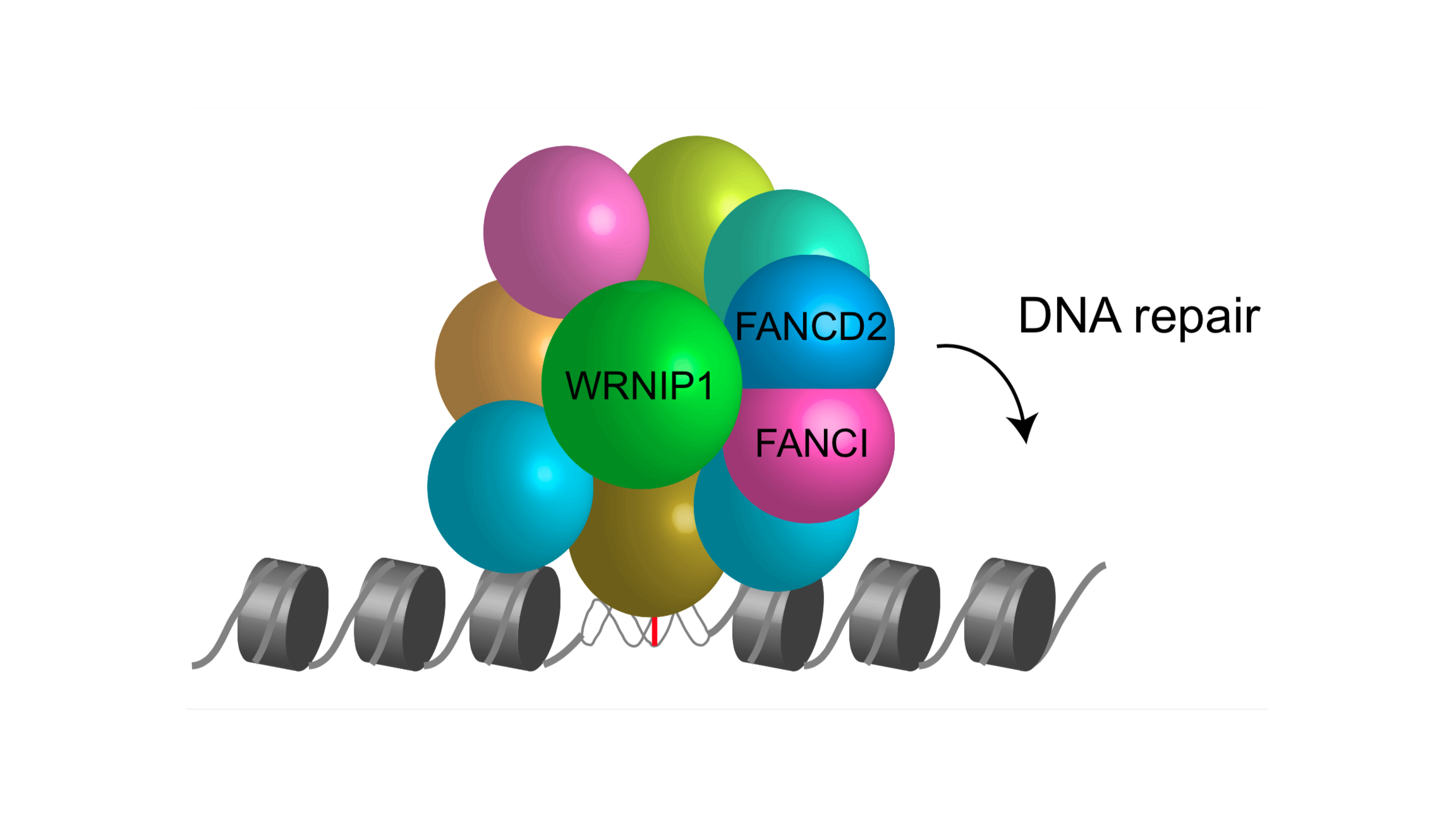 Human DNA repair proteins discovered by the Cohn group | Biochemistry
