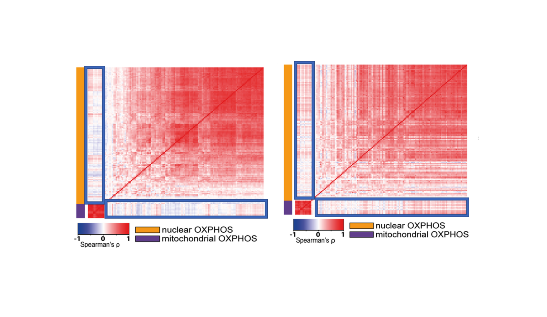 One cell, two genomes? Coordination between mitochondria and the ...