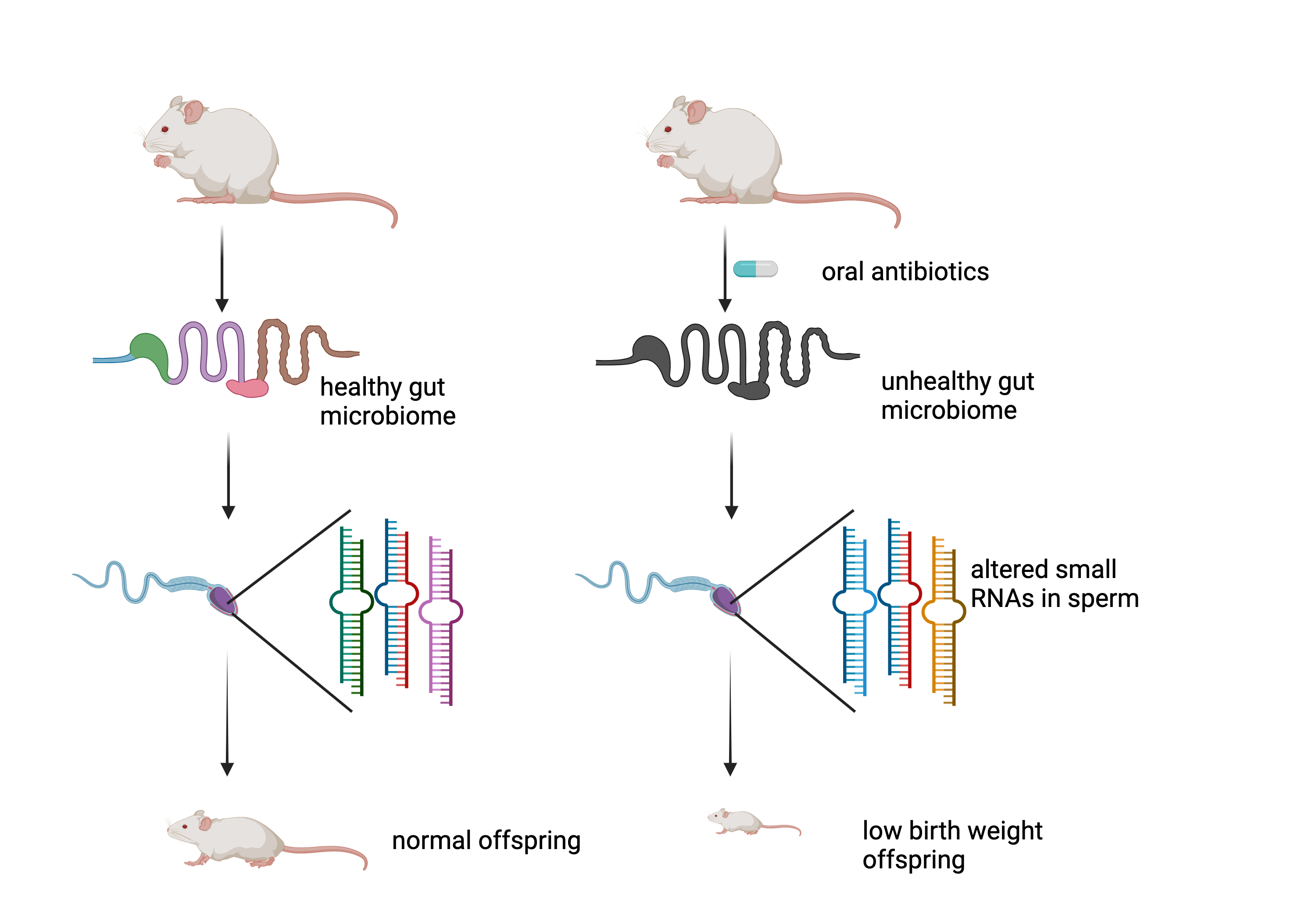 Research in mice identifies surprising consequences of a disturbed gut ...