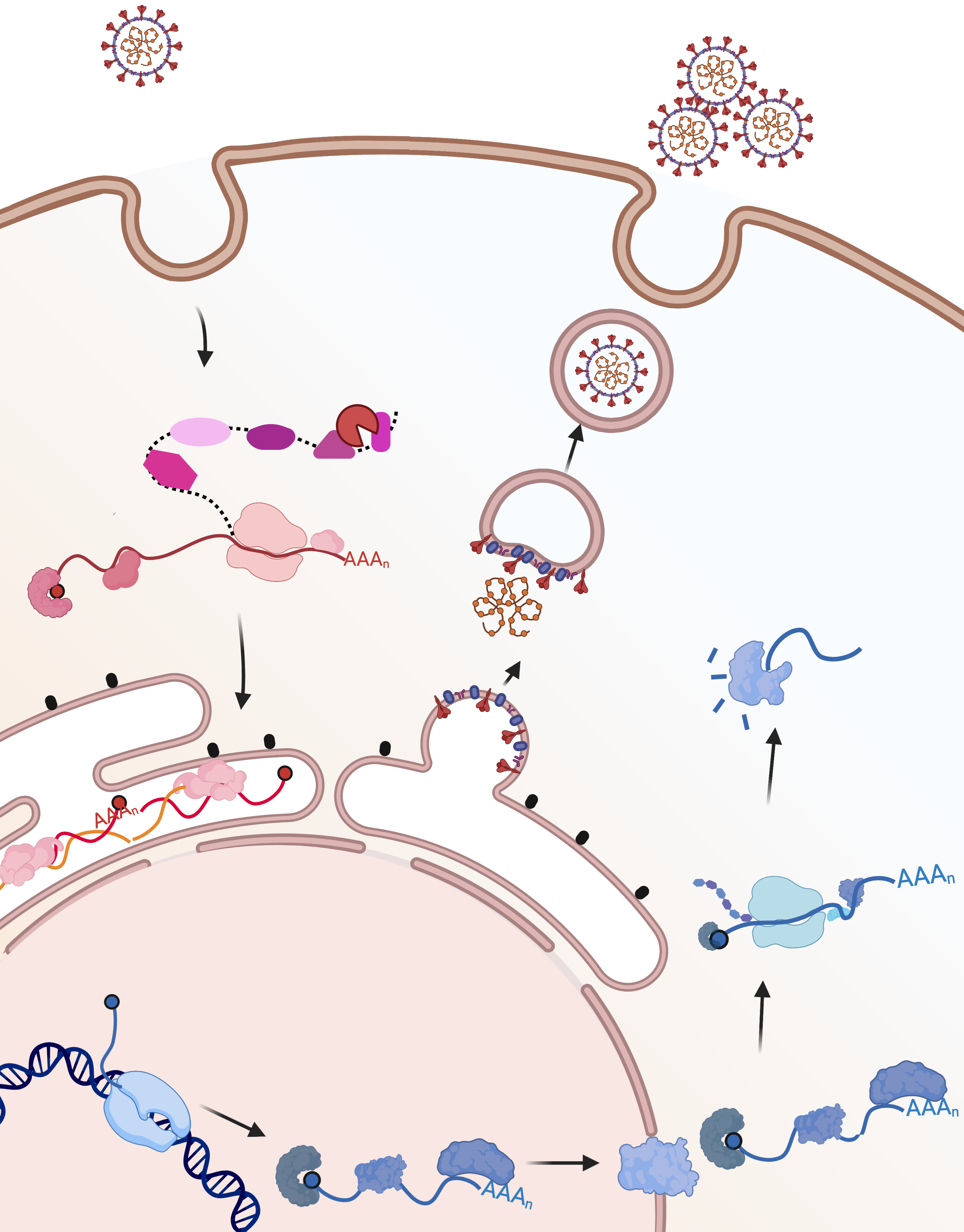 New therapeutic possibilities at the ‘heart’ of SARS-CoV-2 life cycle ...