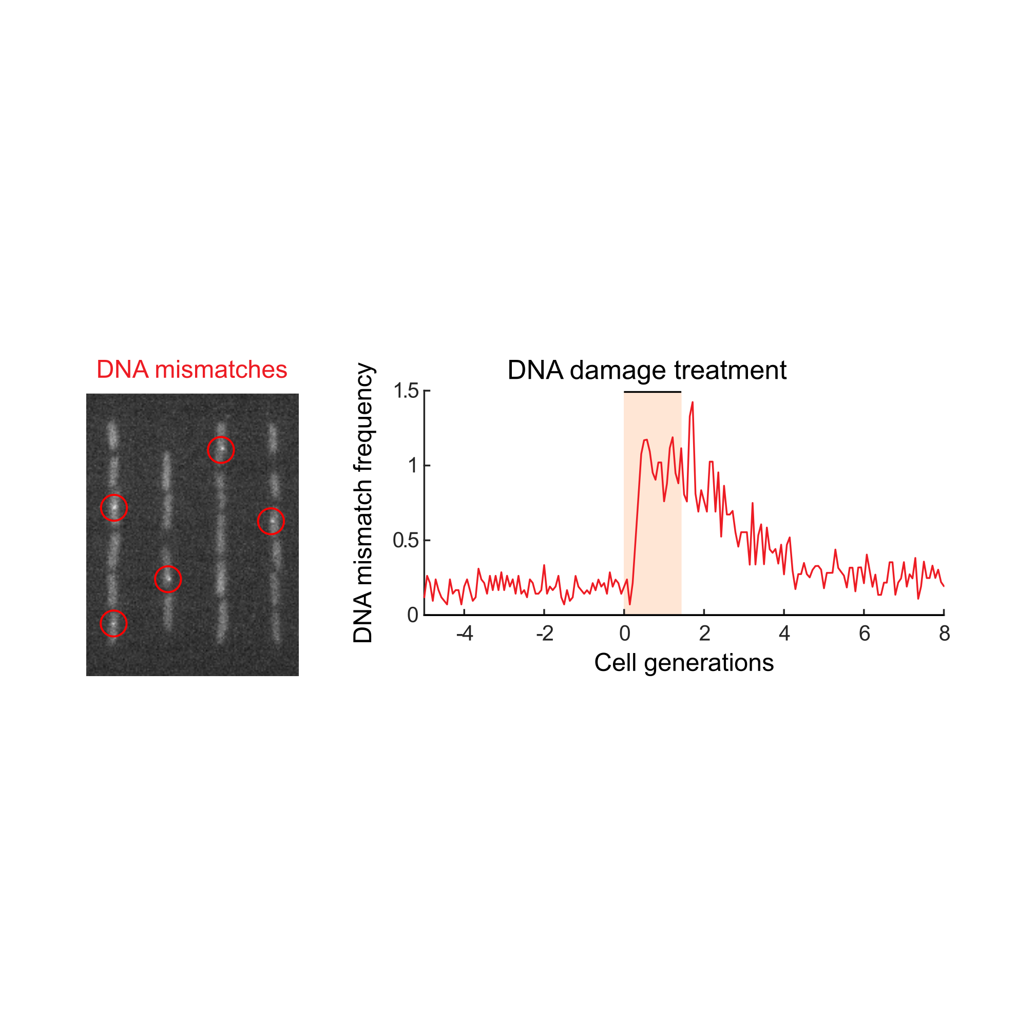 Monitoring mutation dynamics in real-time | Biochemistry