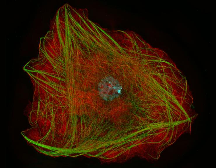 Cell Biology, Development and Genetics | Biochemistry