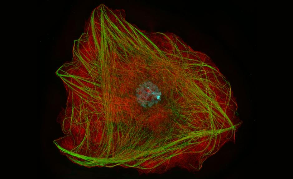 Cell Biology, Development and Genetics | Biochemistry