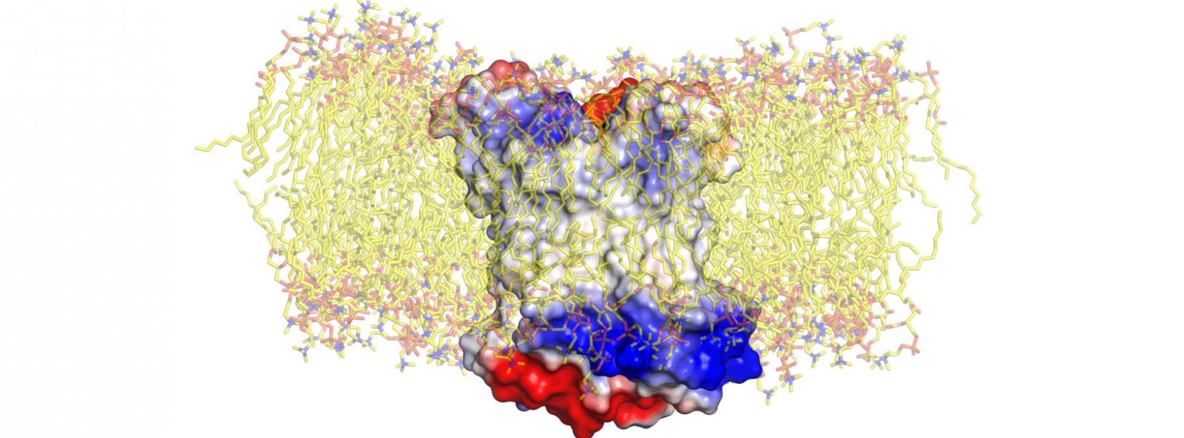 20-year old mystery of protein trafficking revealed in first crystal ...