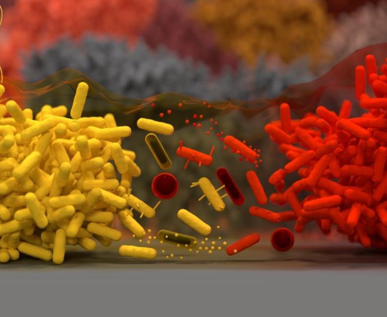 Armed to the hilt: Study solves mystery behind bacteria’s extensive ...