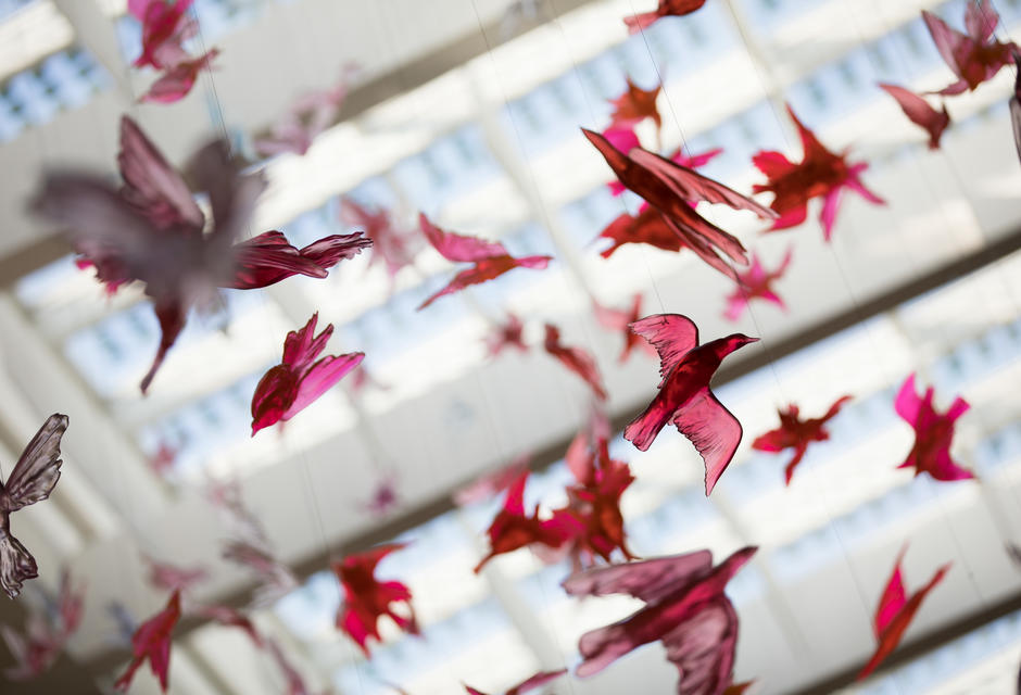 One cell, two genomes? Coordination between mitochondria and the ...