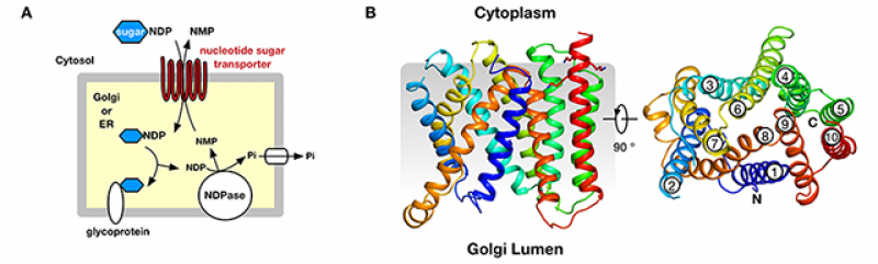 Key step in cellular glycosylation revealed in new crystal structure of ...