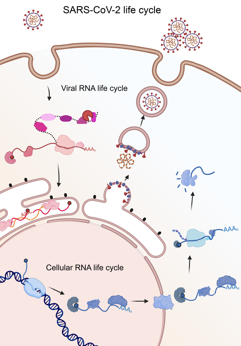 New therapeutic possibilities at the ‘heart’ of SARS-CoV-2 life cycle ...